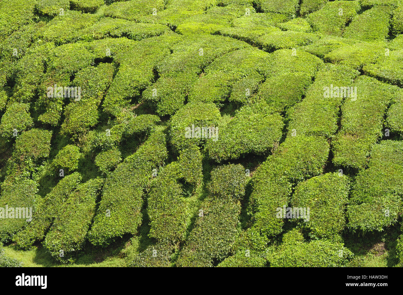 Teeplantage hi-res stock photography and images - Alamy