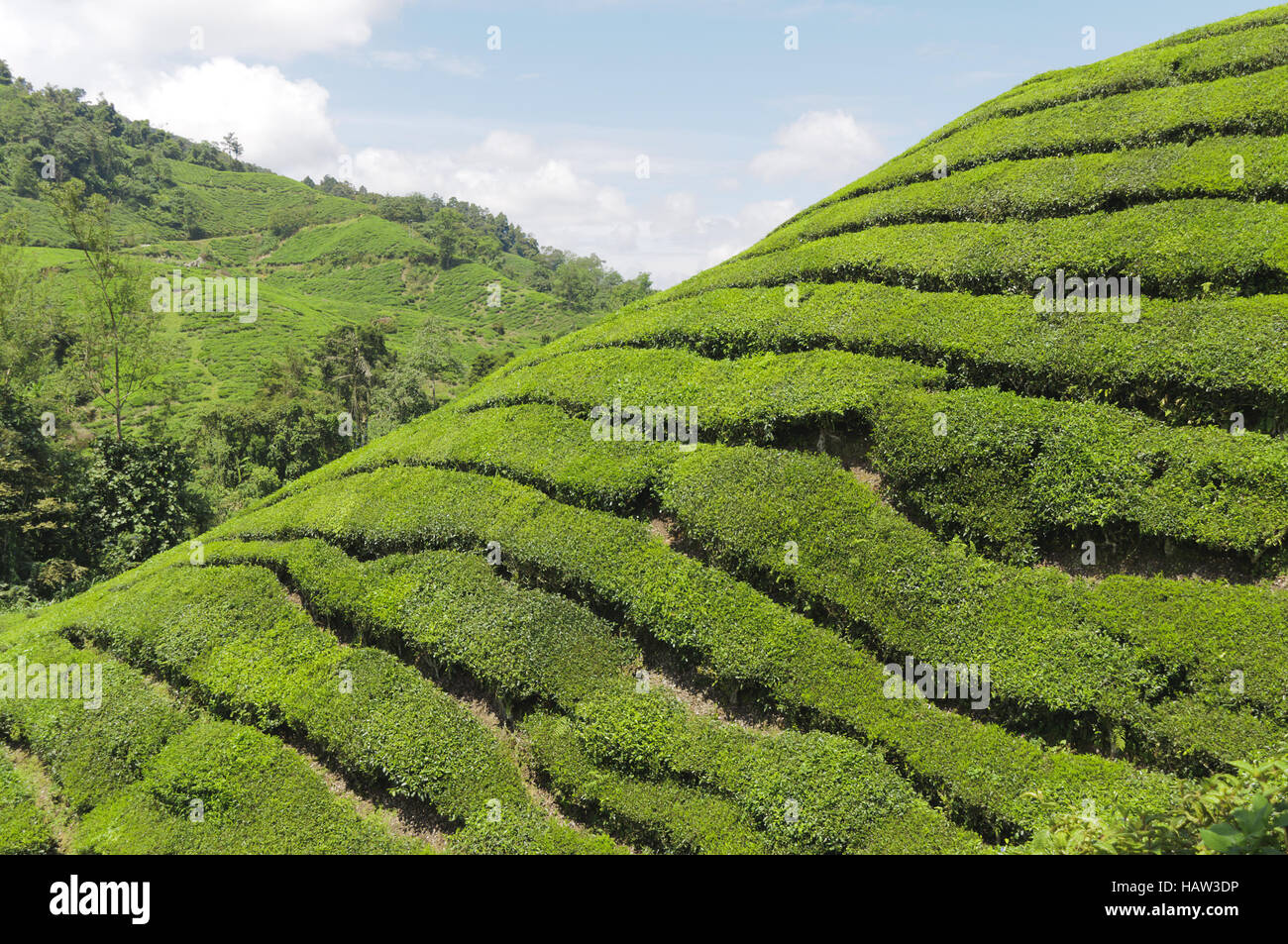 Teeplantage hi-res stock photography and images - Alamy