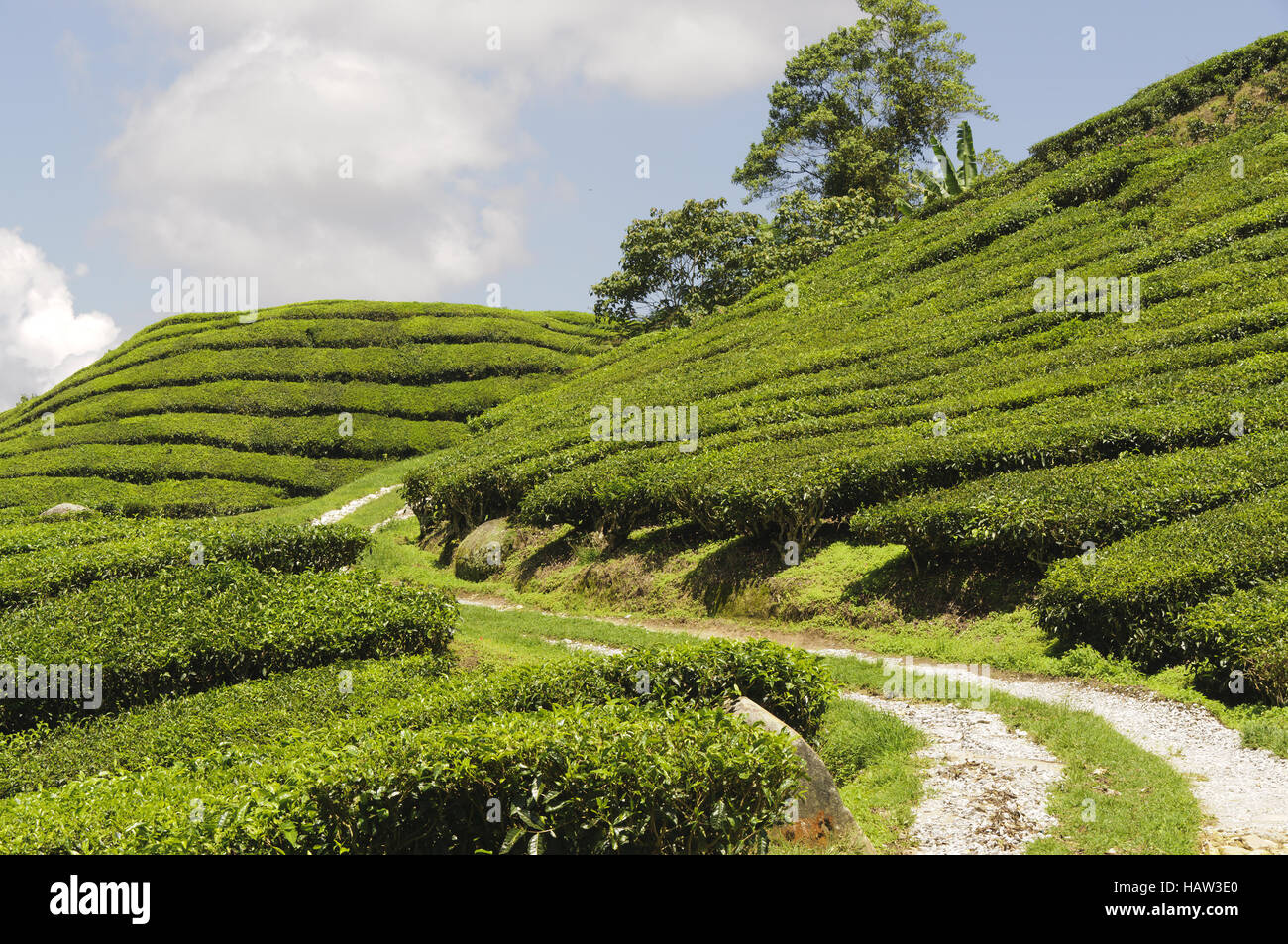 Teebusch hi-res stock photography and images - Alamy