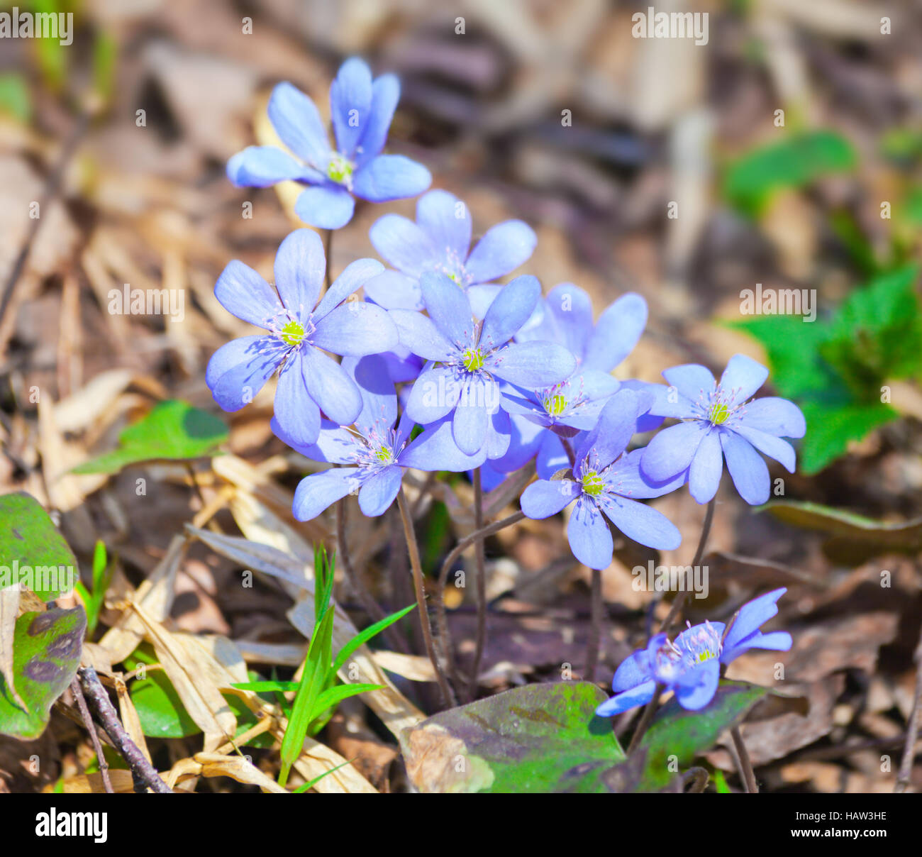 Hepatica hi-res stock photography and images - Alamy