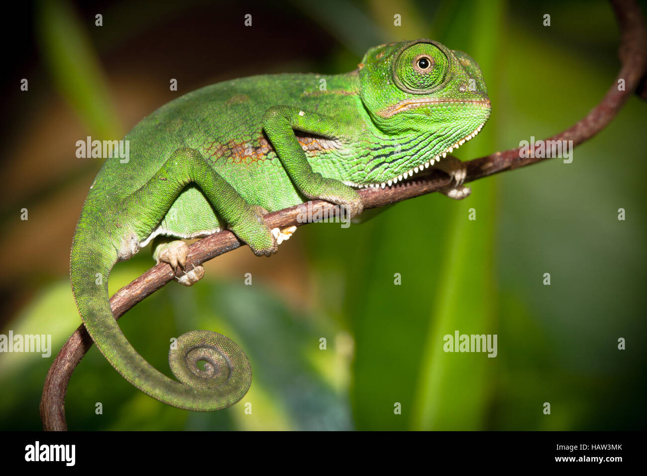 Veiled chameleon hi-res stock photography and images - Alamy