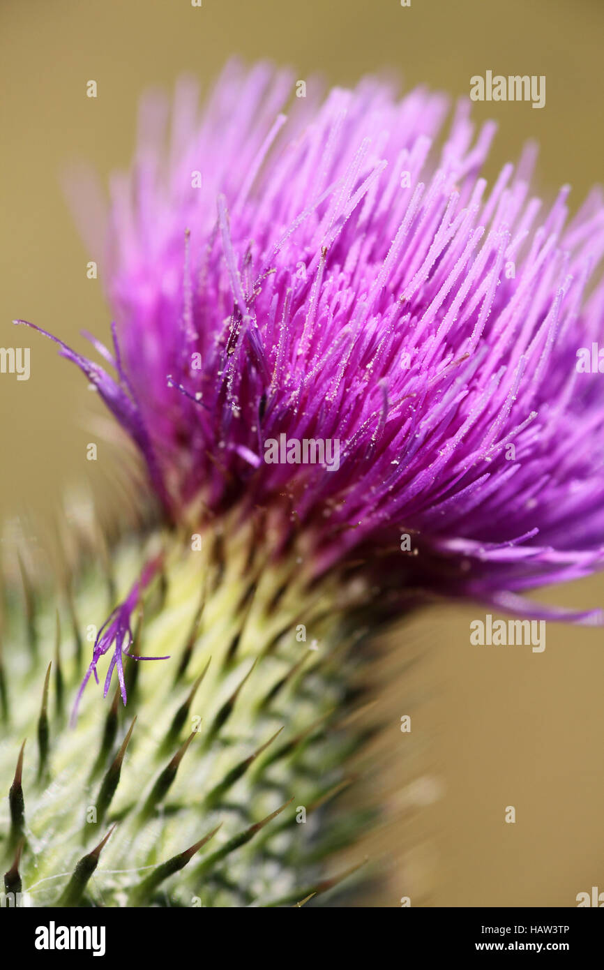 Makro distel hi-res stock photography and images - Alamy