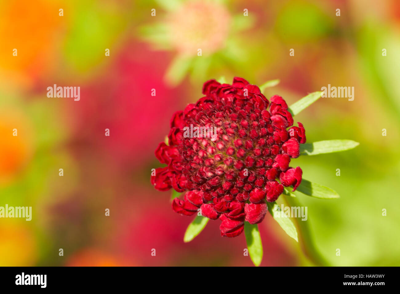 Flora chile plants hi-res stock photography and images - Alamy
