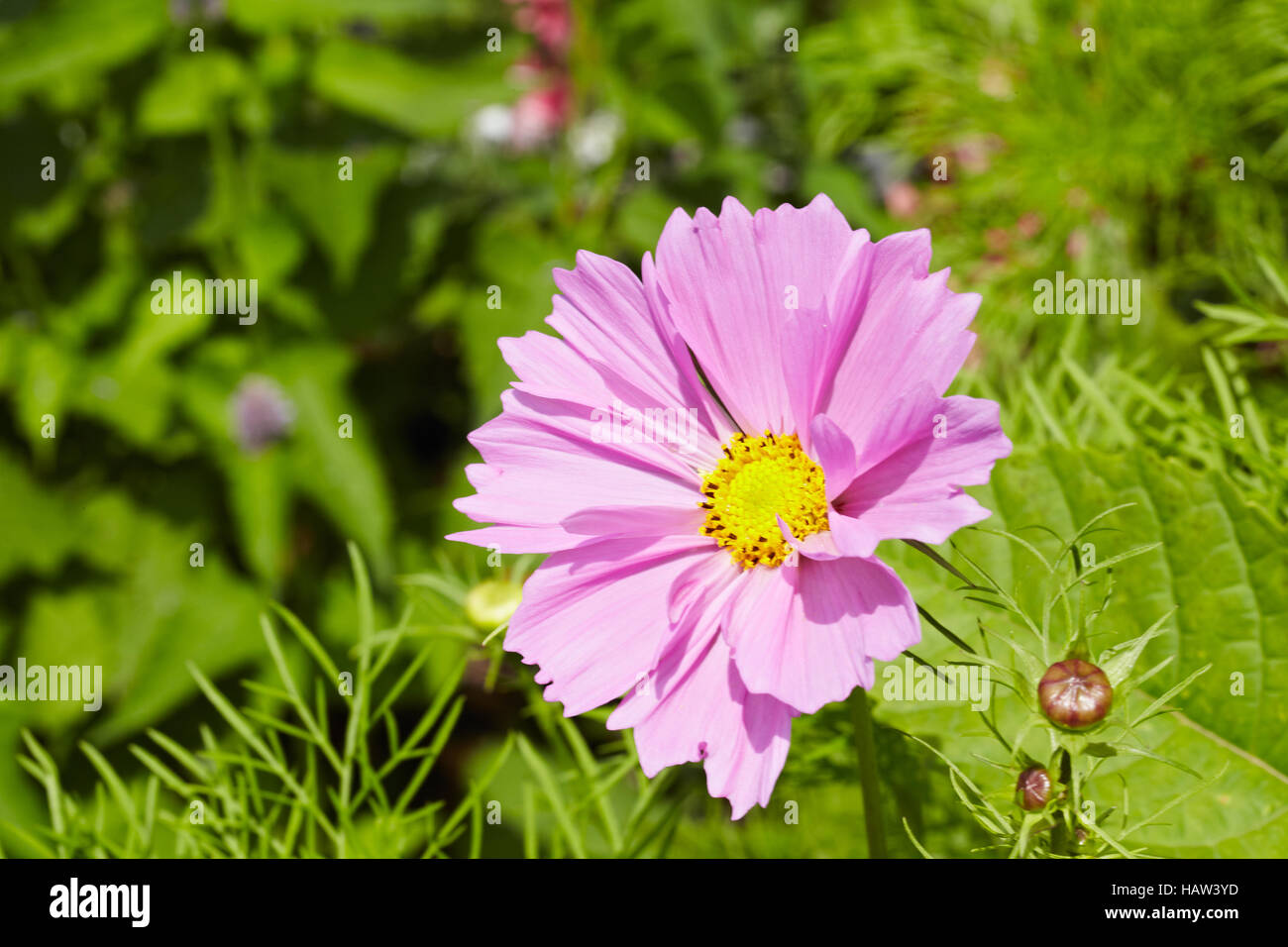 Asteroideae coreopsideae flower hi-res stock photography and images - Alamy