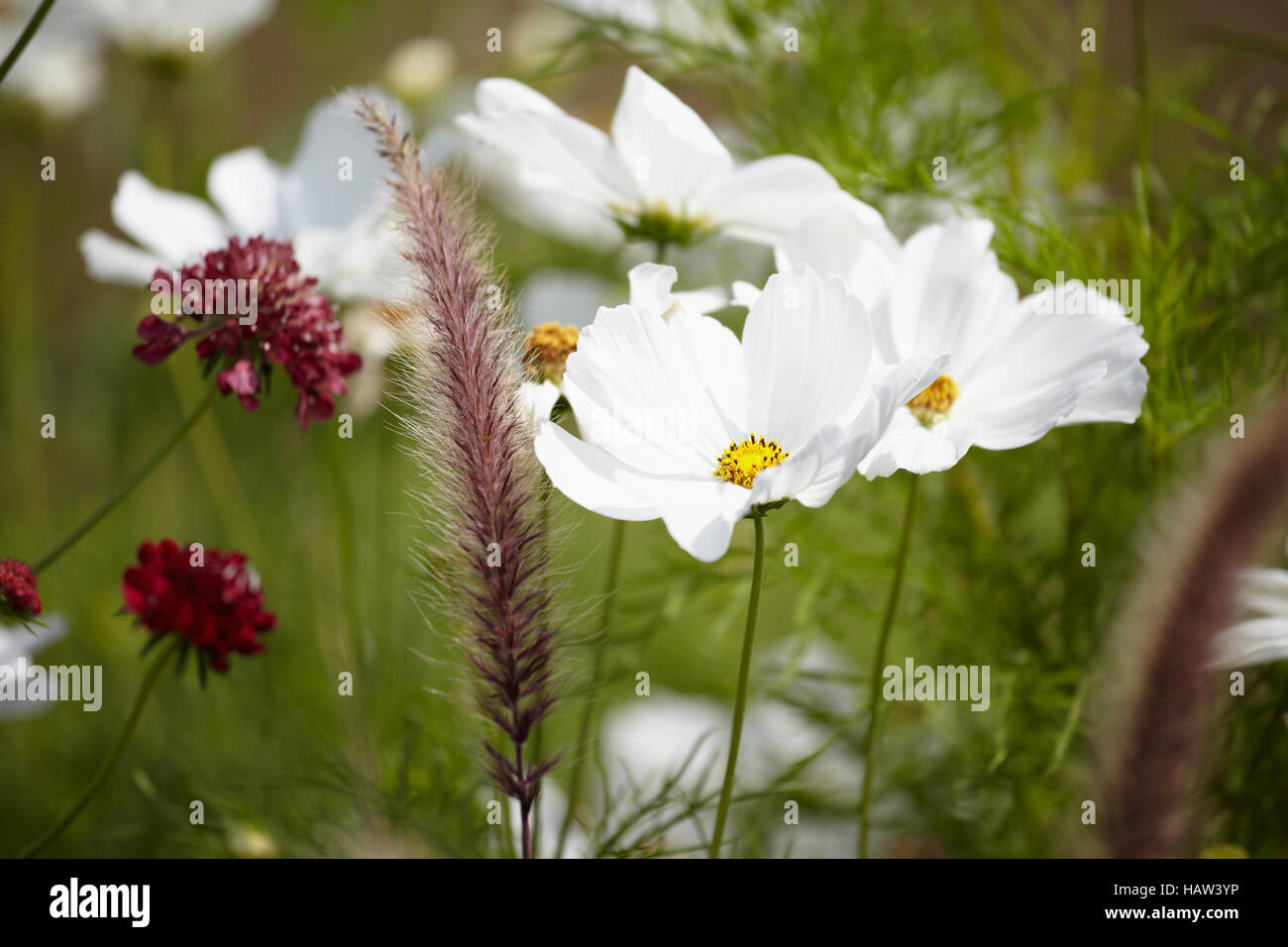 Asteroideae coreopsideae flower hi-res stock photography and images - Alamy