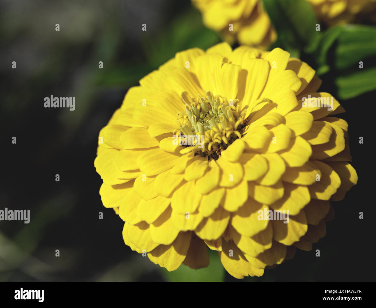 Yellow flowers in the garden Stock Photo - Alamy