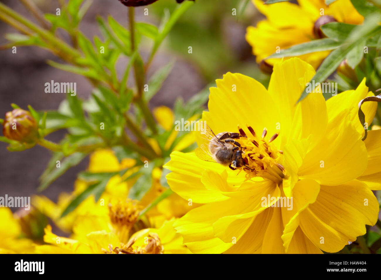 Yellow flower with bee Stock Photo - Alamy
