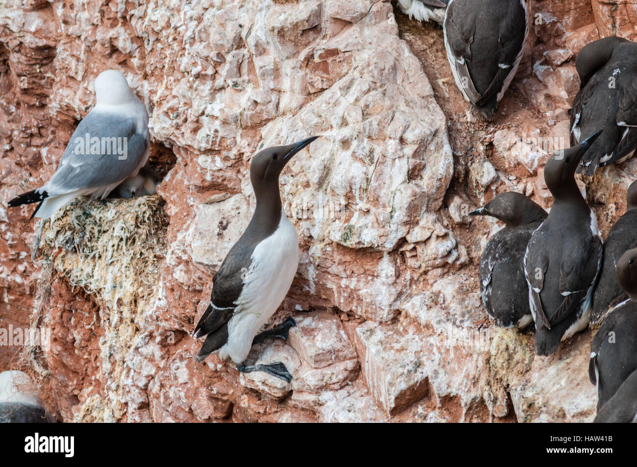 Guillemot nest hi-res stock photography and images - Alamy