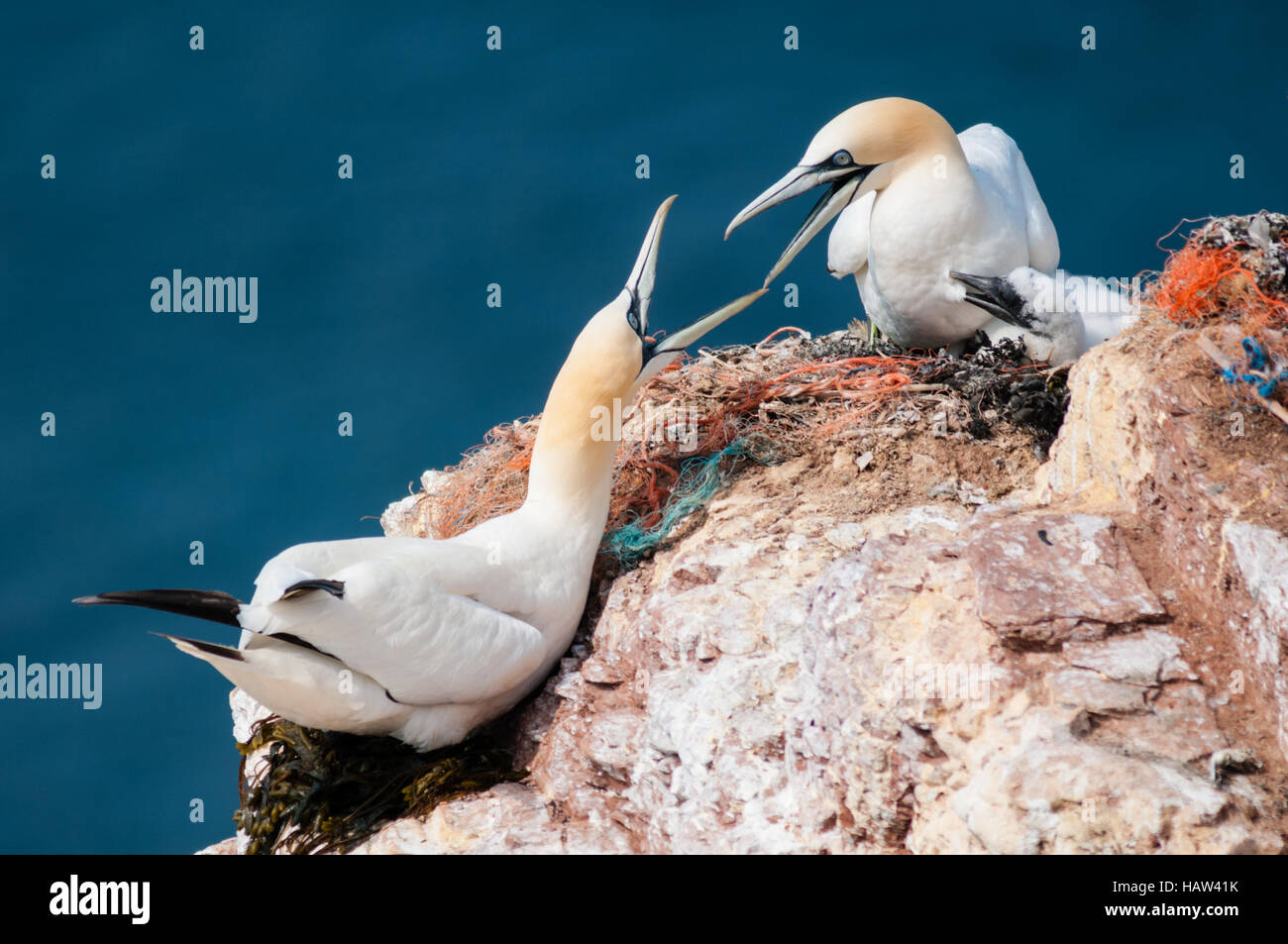 Baby gannet hi-res stock photography and images - Alamy