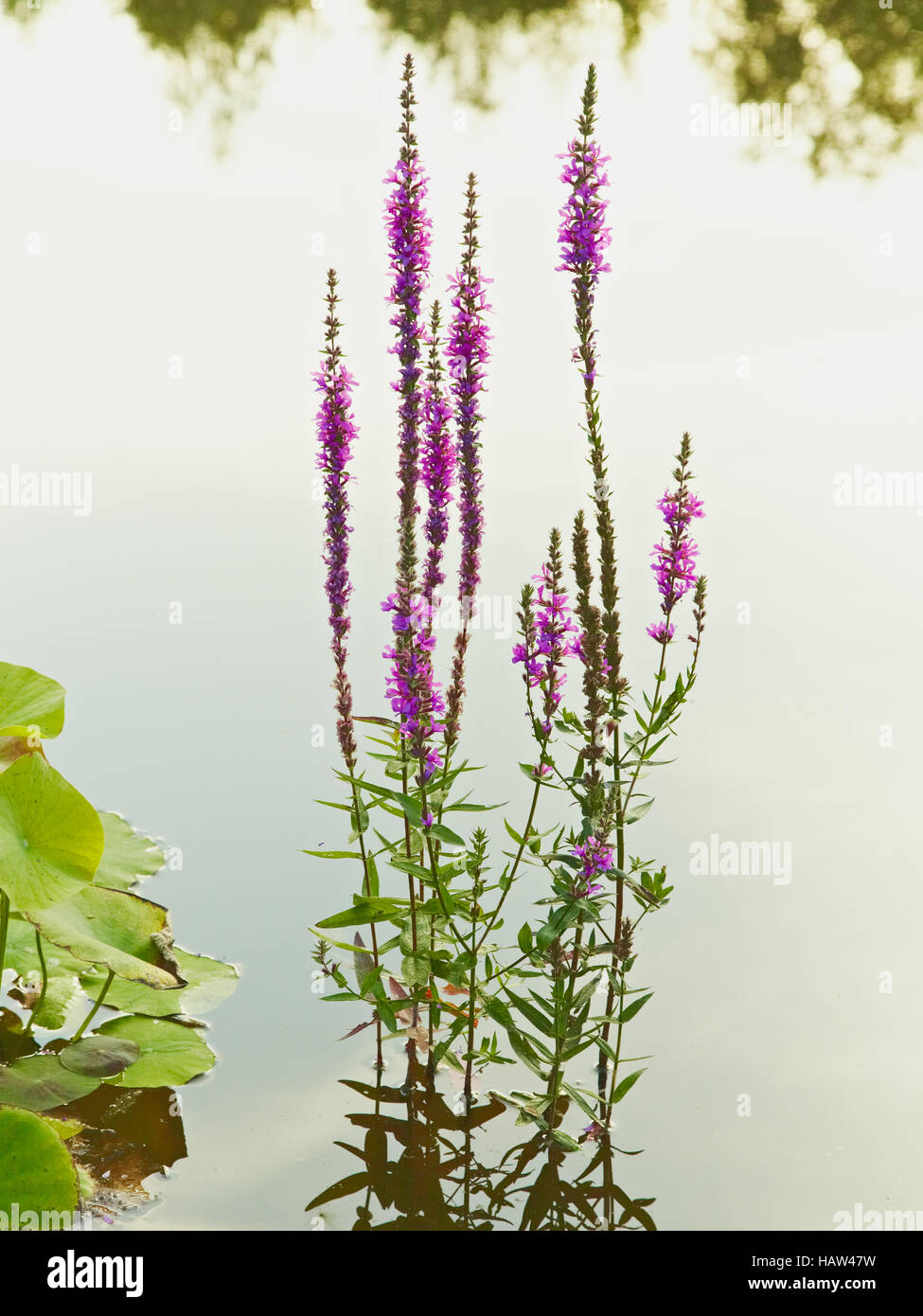 plant in the lagoon Stock Photo - Alamy