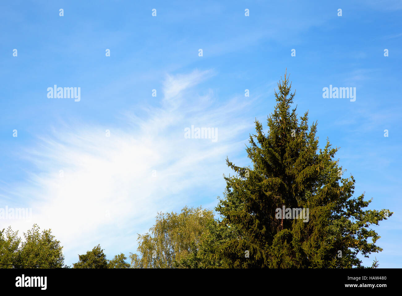 trees and sky Stock Photo - Alamy