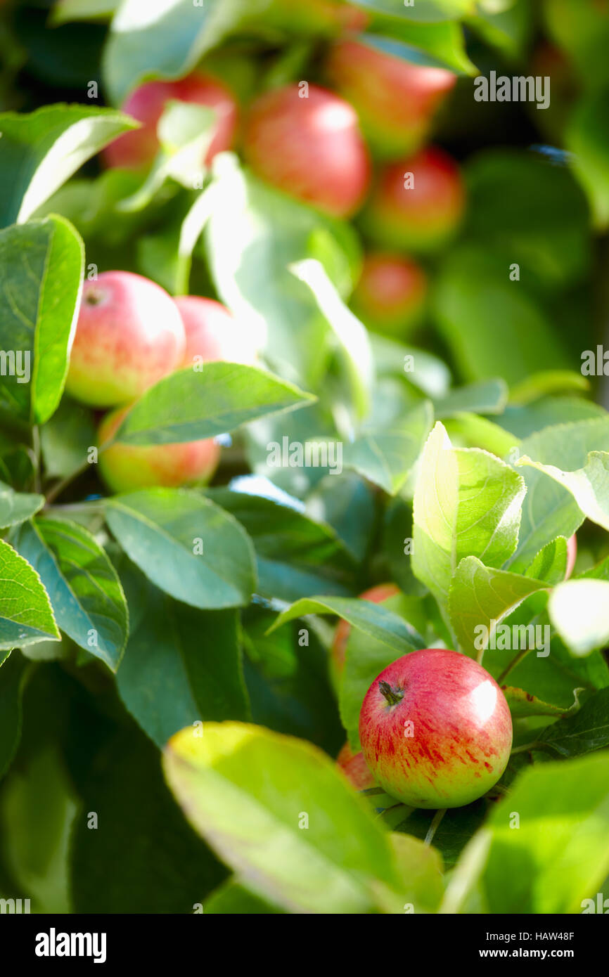 Apple tree flow hi-res stock photography and images - Alamy