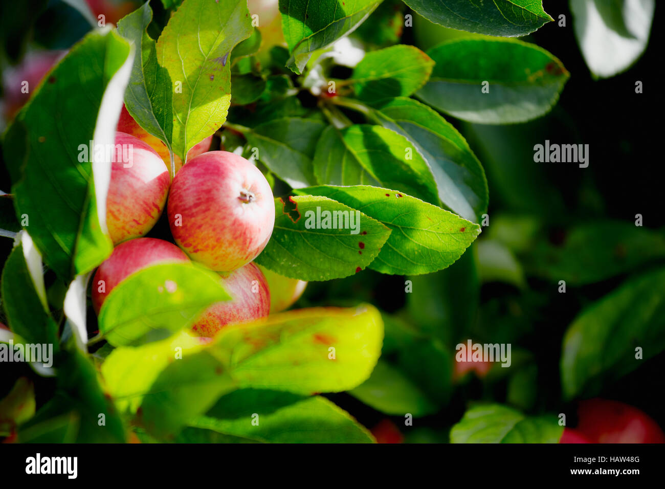 Apple tree flow hi-res stock photography and images - Alamy
