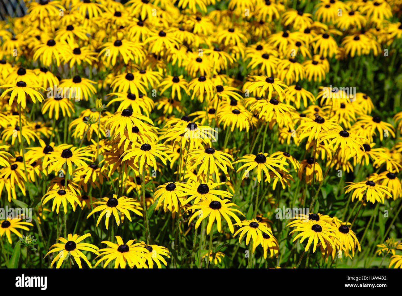 Biosphere ii plants hi-res stock photography and images - Alamy