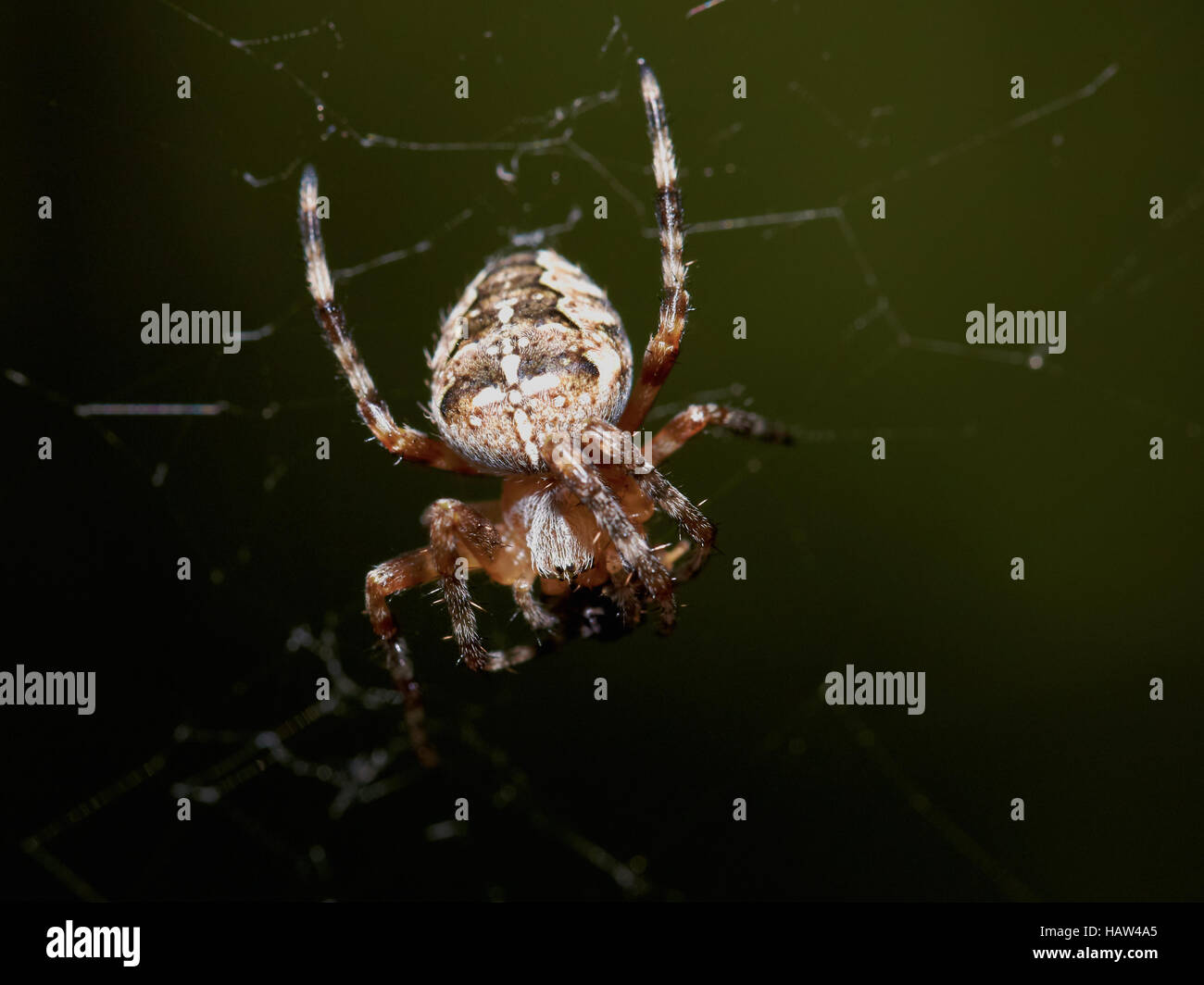 Spider leisure hi-res stock photography and images - Alamy