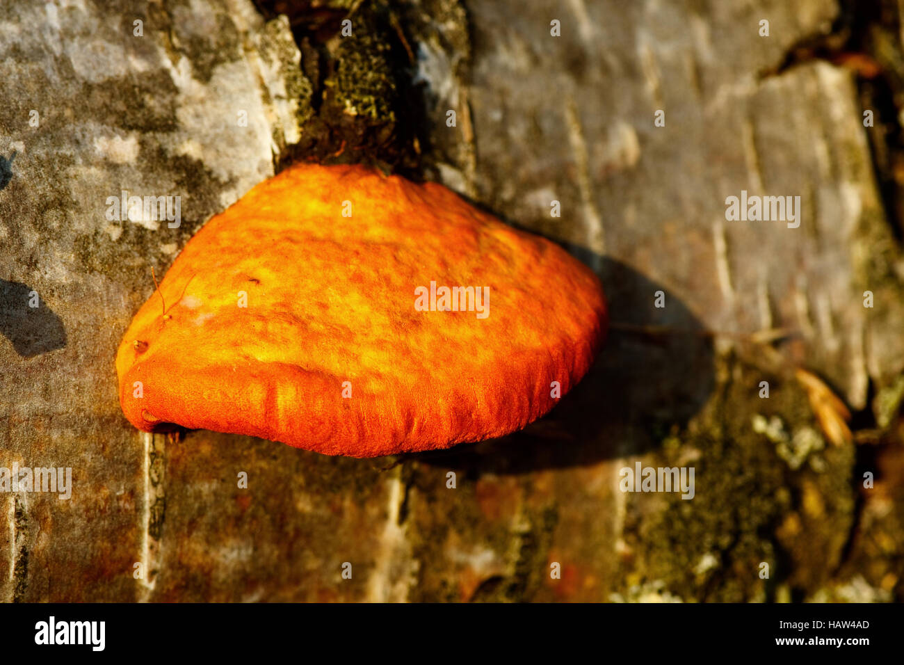 mushroom - Pycnoporus cinnabarinus Stock Photo - Alamy