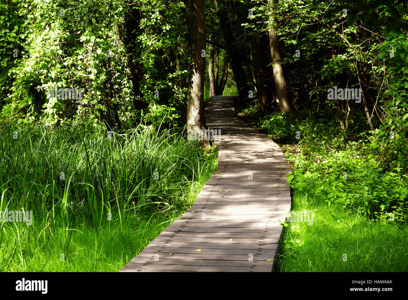 Timber swamp hi-res stock photography and images - Alamy