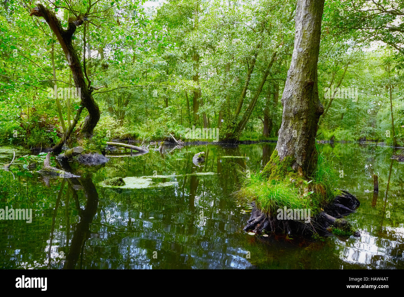 Swamp root hi-res stock photography and images - Alamy