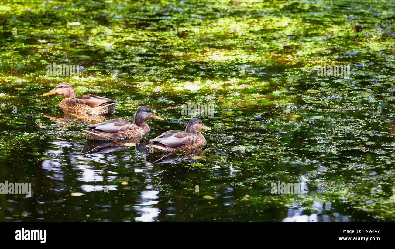 Marsh duck hi-res stock photography and images - Alamy