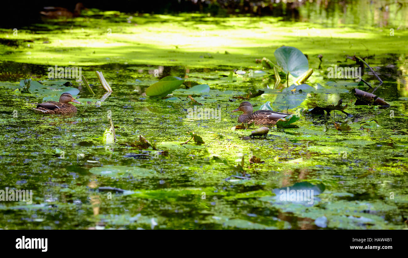 Marsh duck hi-res stock photography and images - Alamy