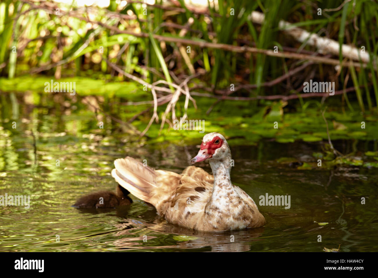 duck in the Spreewald Stock Photo - Alamy
