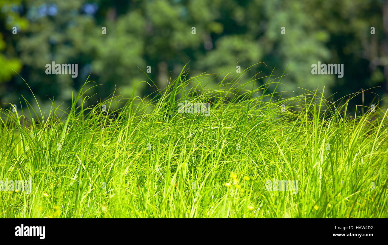 Great grass hi-res stock photography and images - Alamy