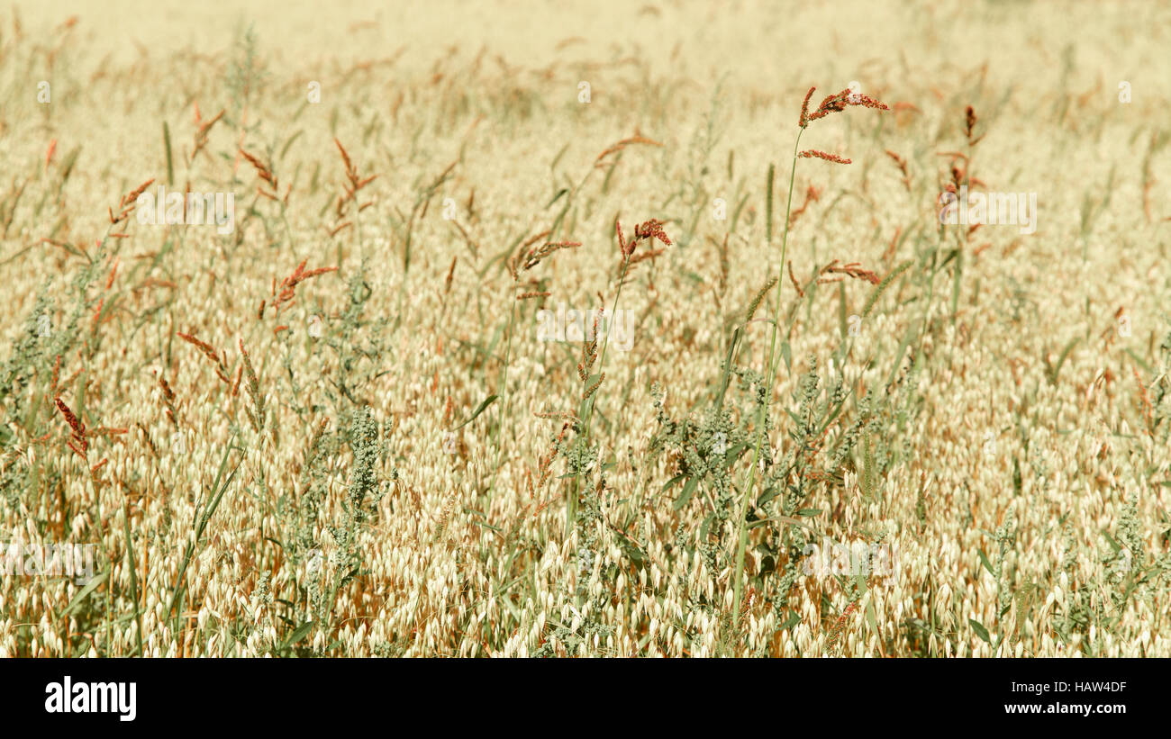 Close up cereal box hi-res stock photography and images - Alamy