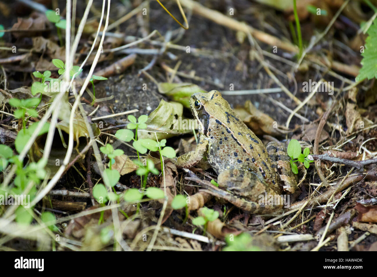 Toad close up from a at spreewald germany hi-res stock photography and ...