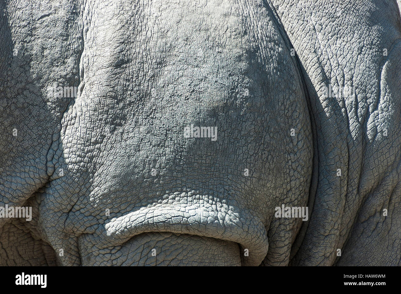 Close-up of a black rhinoceros (Diceros bicornis) hide Stock Photo - Alamy