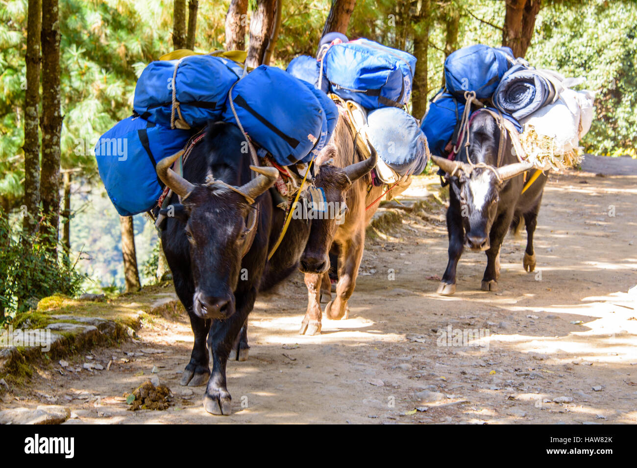 Yak walking hi-res stock photography and images - Alamy