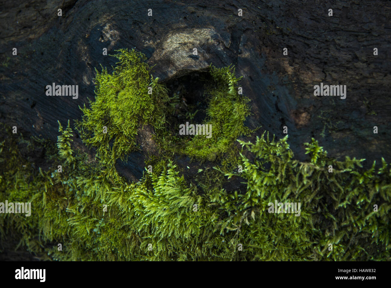 Ferne hi-res stock photography and images - Alamy