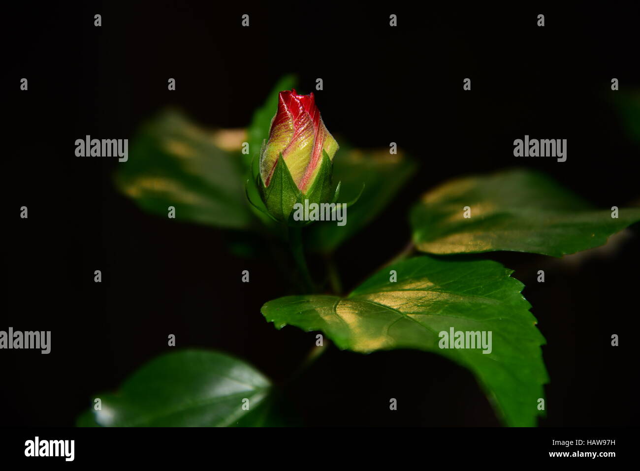 Shoe flower hi-res stock photography and images - Alamy