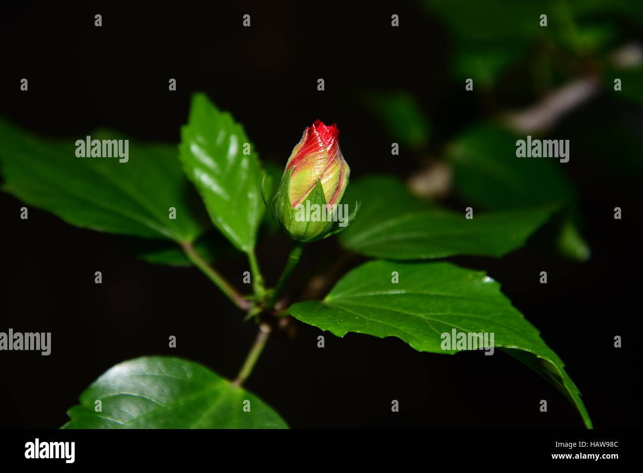 Shoe flower hi-res stock photography and images - Alamy