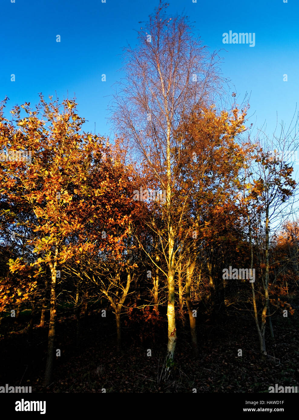 Drovers wood hi-res stock photography and images - Alamy