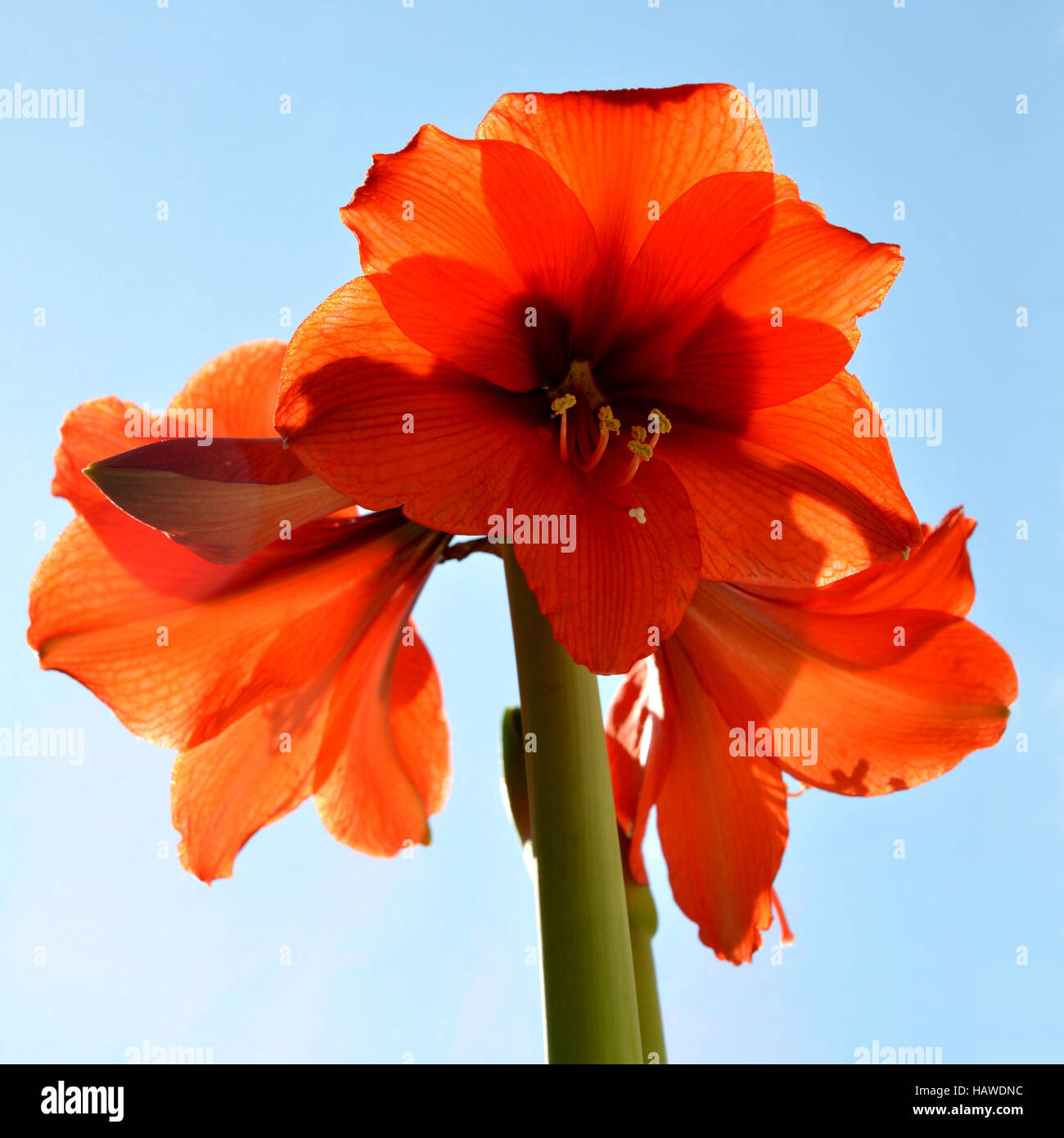 Blue amaryllis hi-res stock photography and images - Alamy