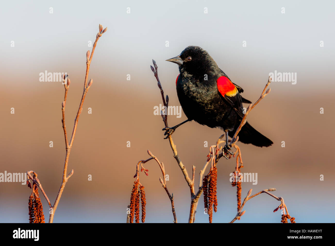Red and black bird hi-res stock photography and images - Alamy
