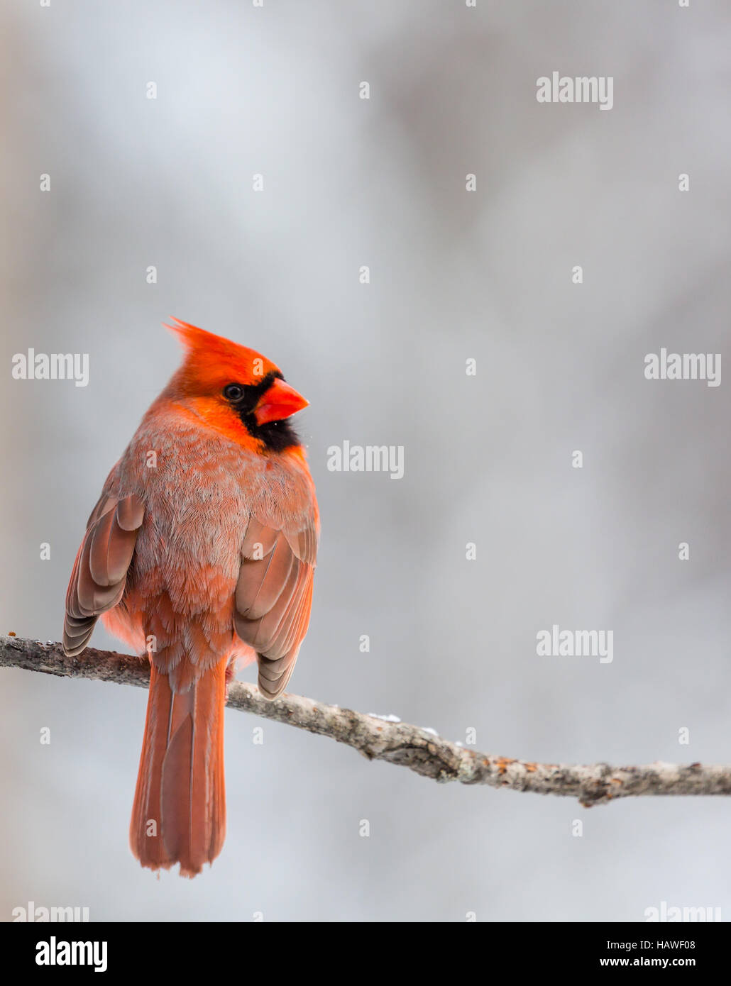 Crown and wings hi-res stock photography and images - Alamy