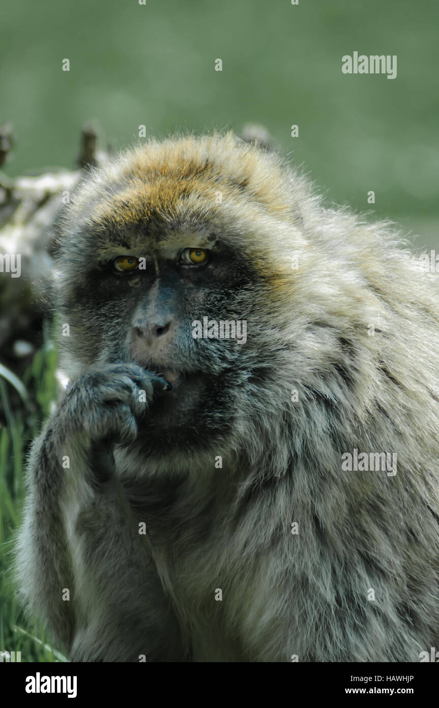 Tierwelt erhaltung hi-res stock photography and images - Alamy