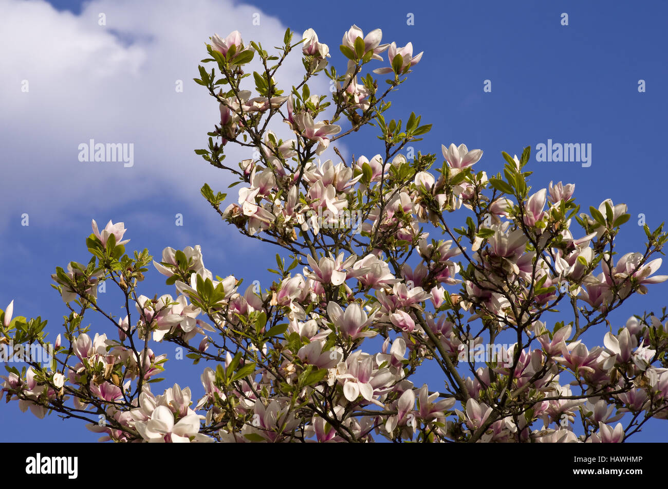 Magnolienbaum hi-res stock photography and images - Alamy