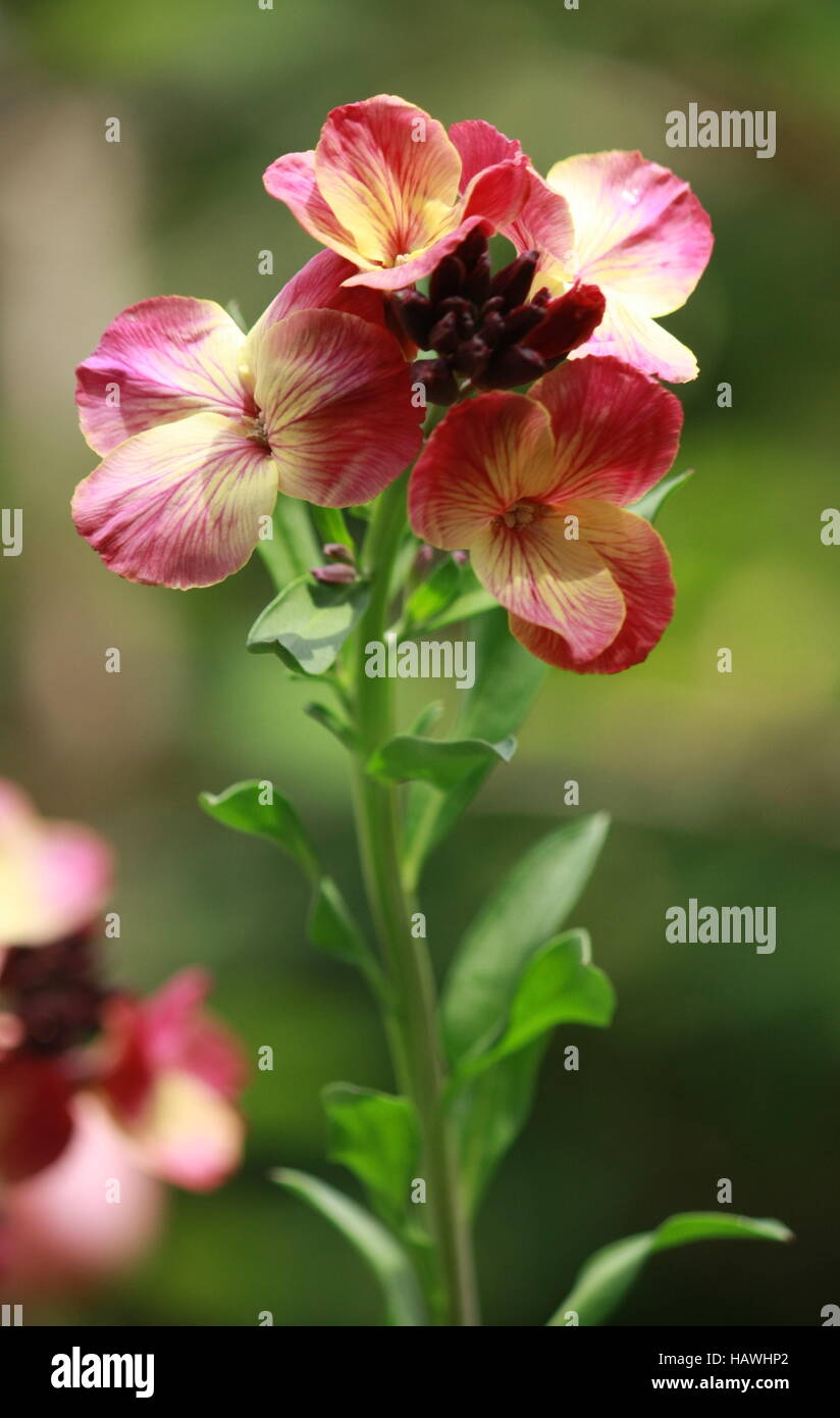 Gold lacquer hi-res stock photography and images - Alamy