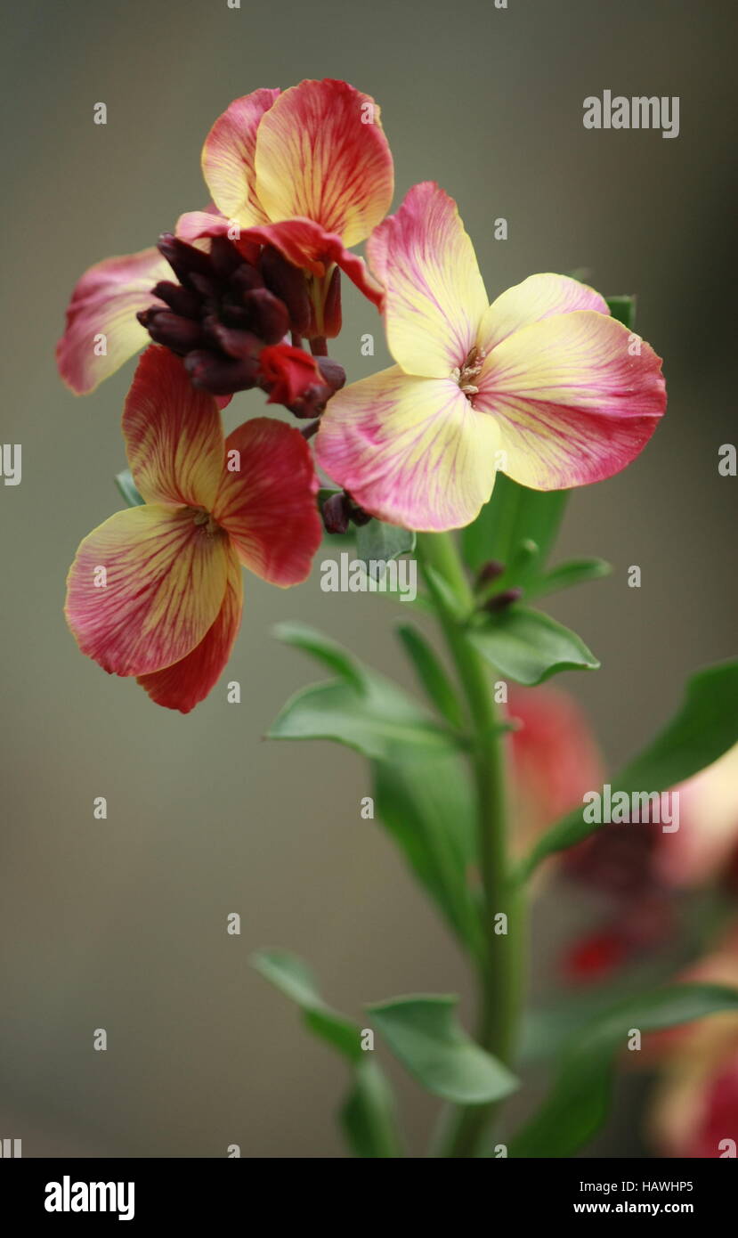 Lacquer with gold hi-res stock photography and images - Alamy