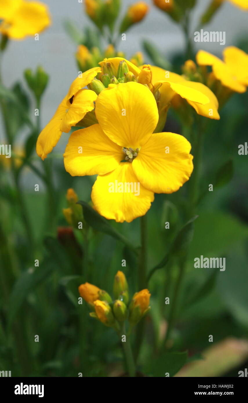 Gold Lacquer High Resolution Stock Photography and Images - Alamy