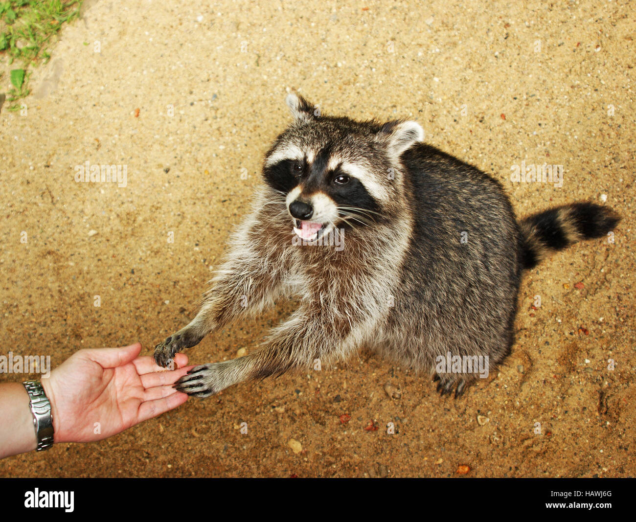Racoon hi-res stock photography and images - Alamy