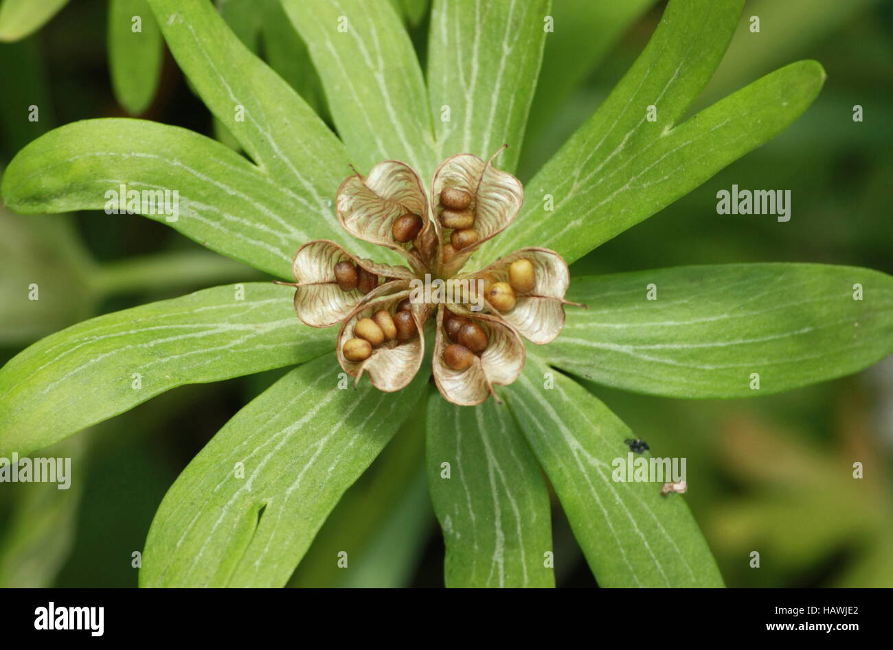 Winterling, Flower with seeds Stock Photo - Alamy