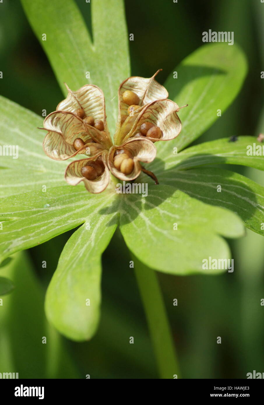 Winterling, Flower with seeds Stock Photo - Alamy