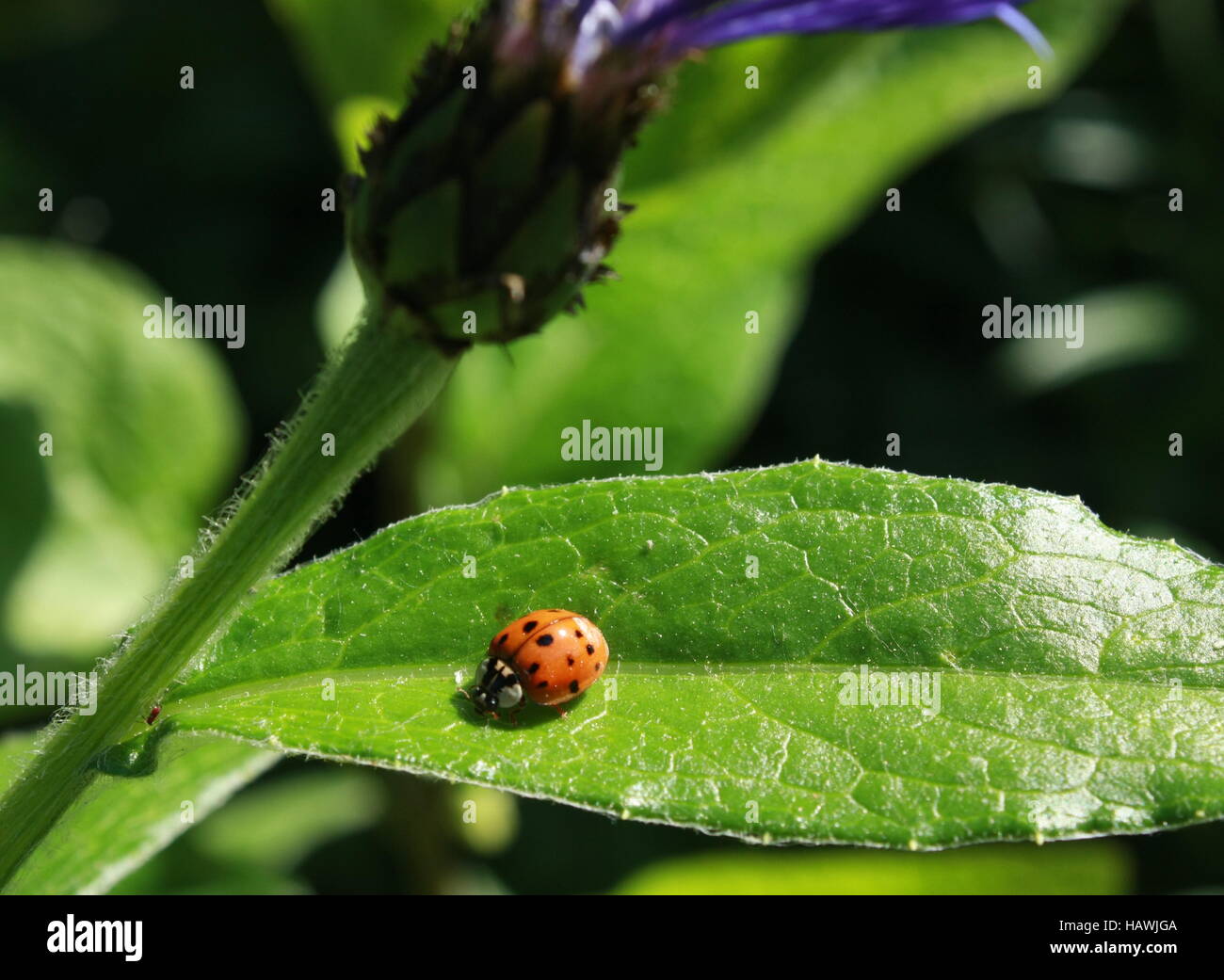 Ladybug leaf hi-res stock photography and images - Alamy