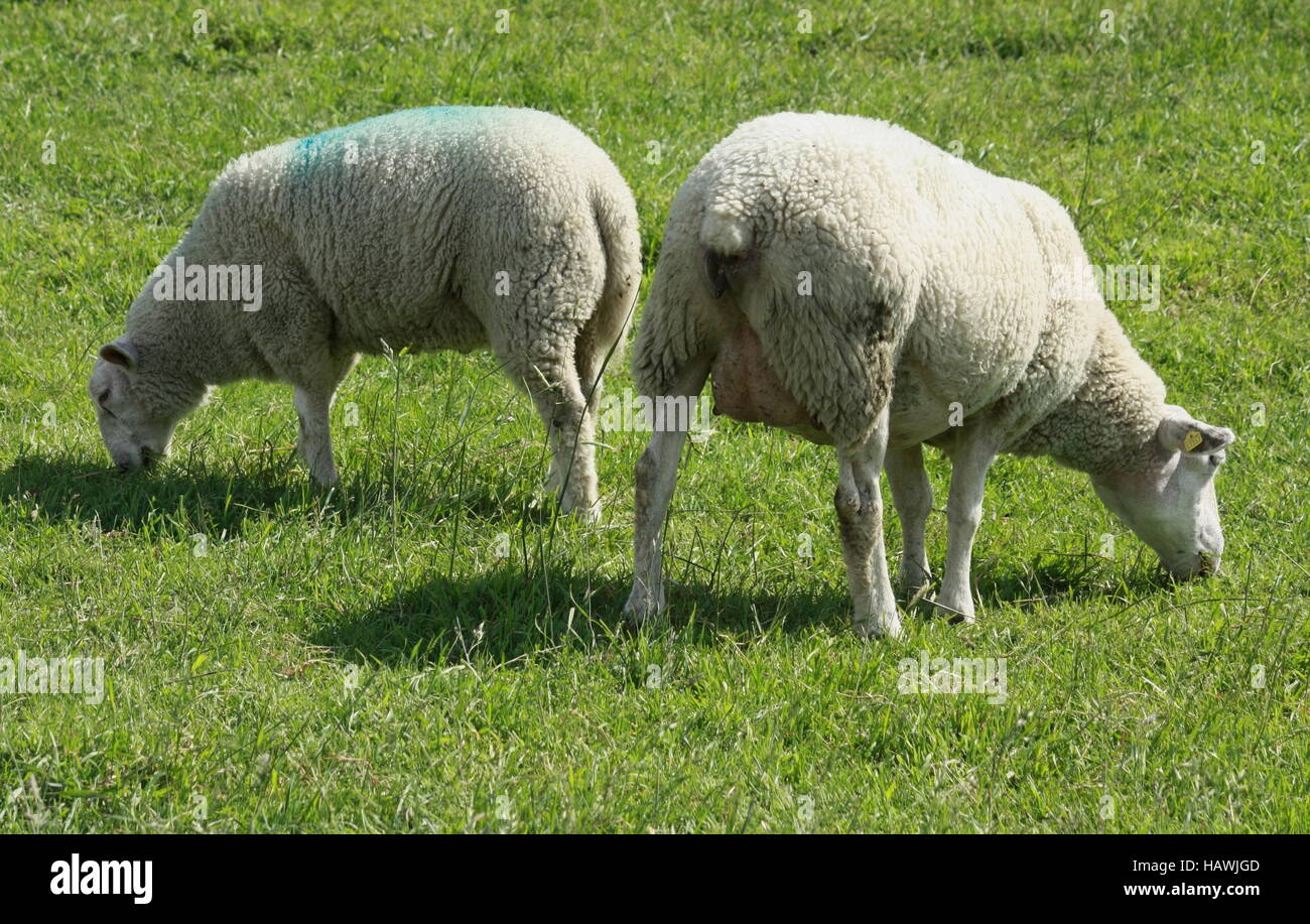 Two head sheep hi-res stock photography and images - Alamy