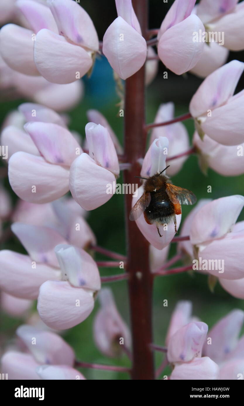 Lupine flower with bumblebee Stock Photo - Alamy