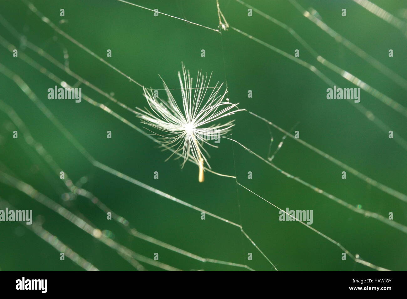 Spinnenfaden hi-res stock photography and images - Alamy