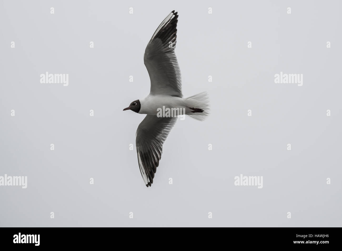German seagull hi-res stock photography and images - Alamy
